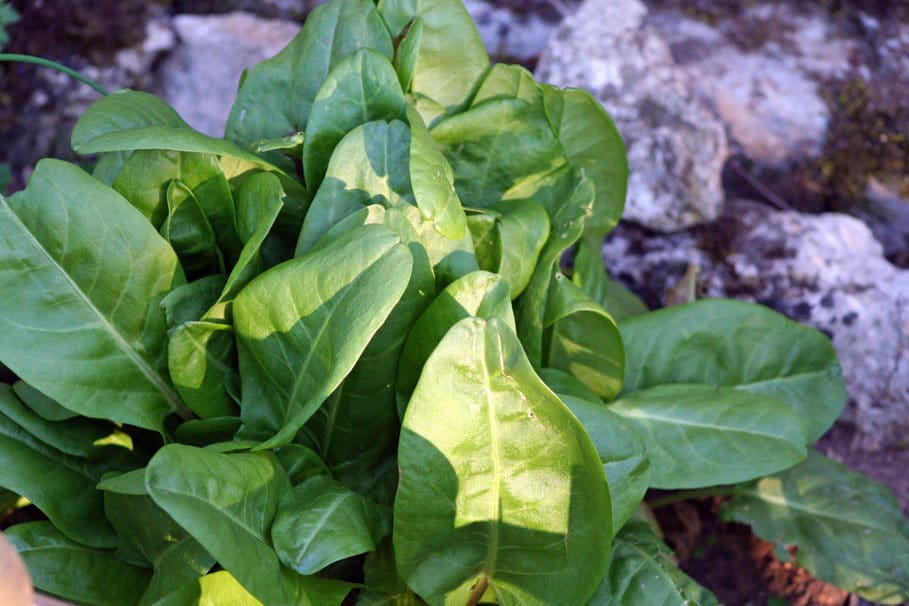 Sauce à l'Oseille, Recette rapide & facile - EnSauce.com